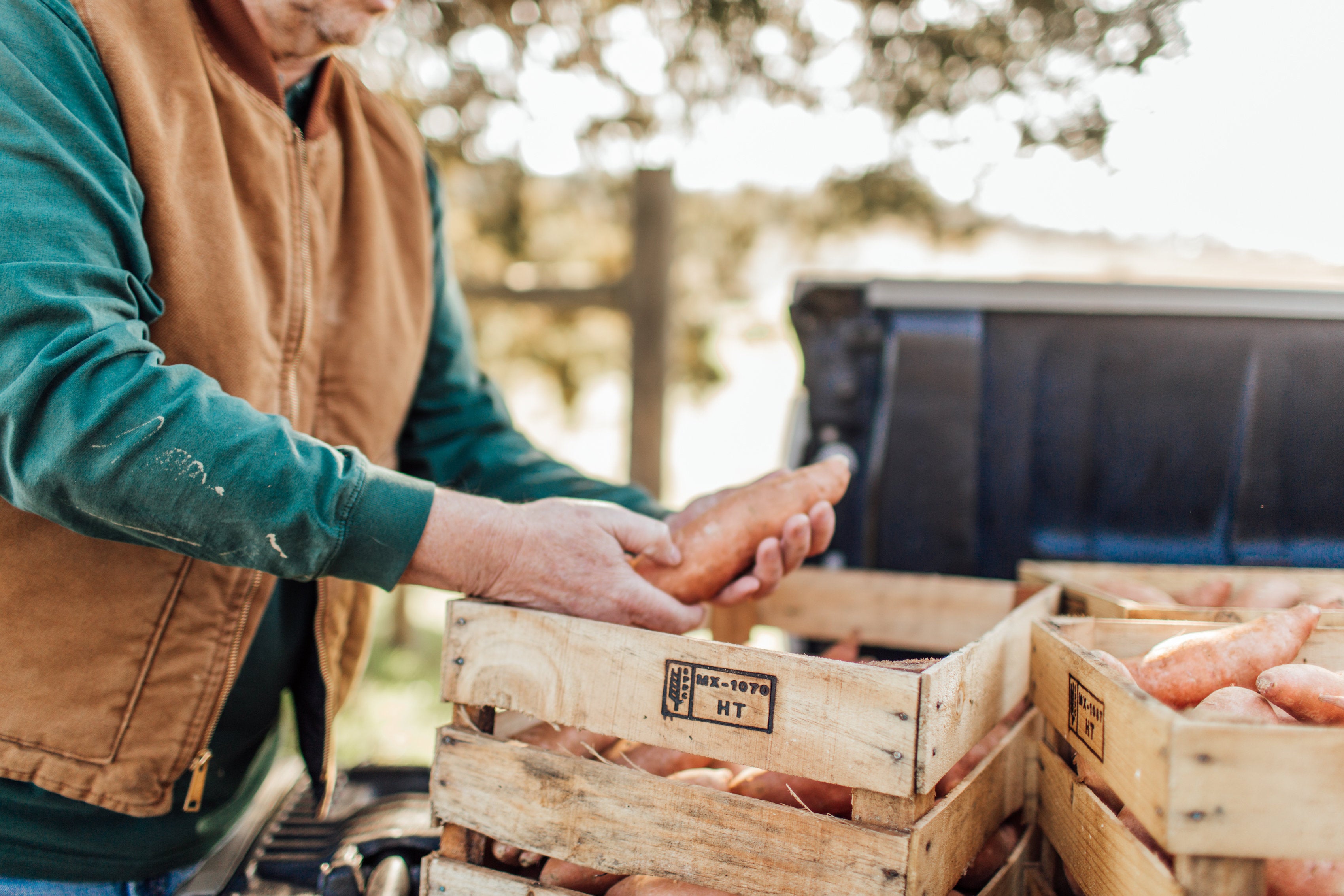 Sweet Potato Break-Down for Dummies – Gaines Family Farmstead